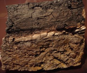 Special Topic: The K-T Event - RocketSTEM